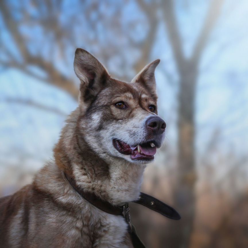Собака в добрые руки - Стелла