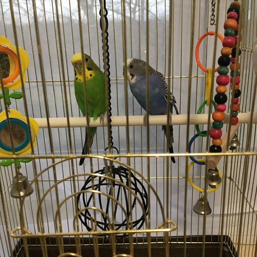 Волнистый попугай с клеткой