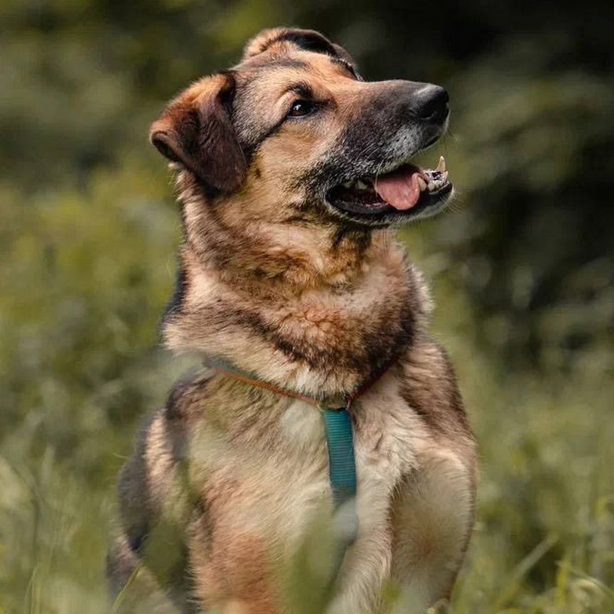 Взрослый пёс в добрые руки