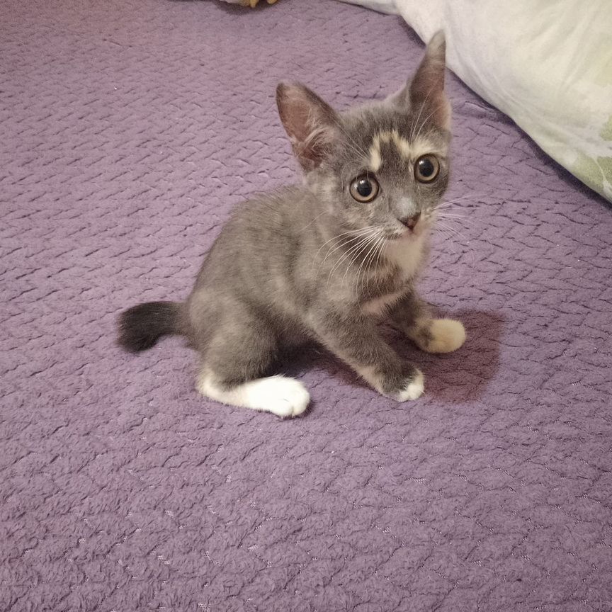 Кошка бобтейл