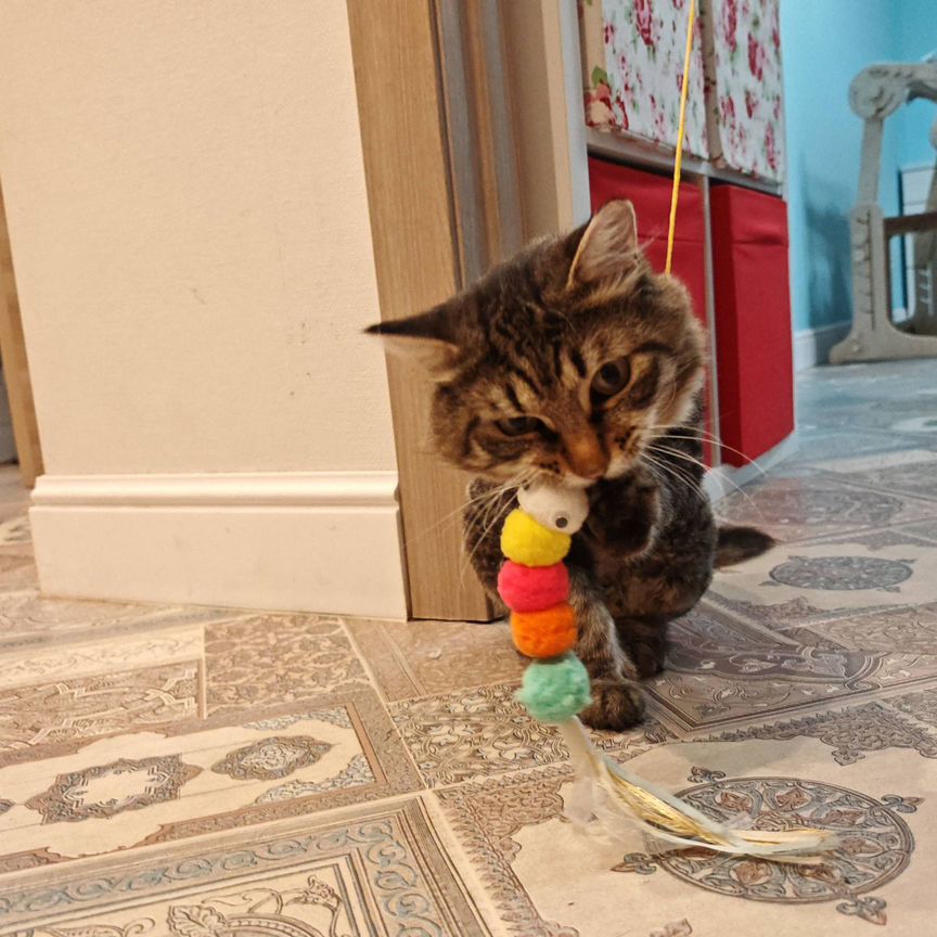 Очень удобный кот - Левушка