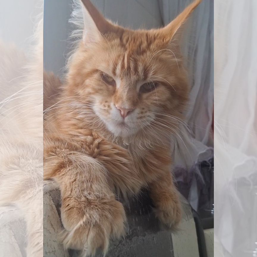 Мейн-кун, взрослая кошка