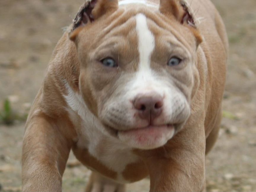 Ам Булли щенки