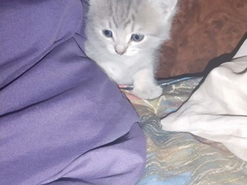 Котята шотландцы +британцы