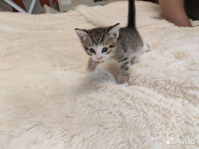Котёнок Тимур - маленький трактор ищет мама и папу