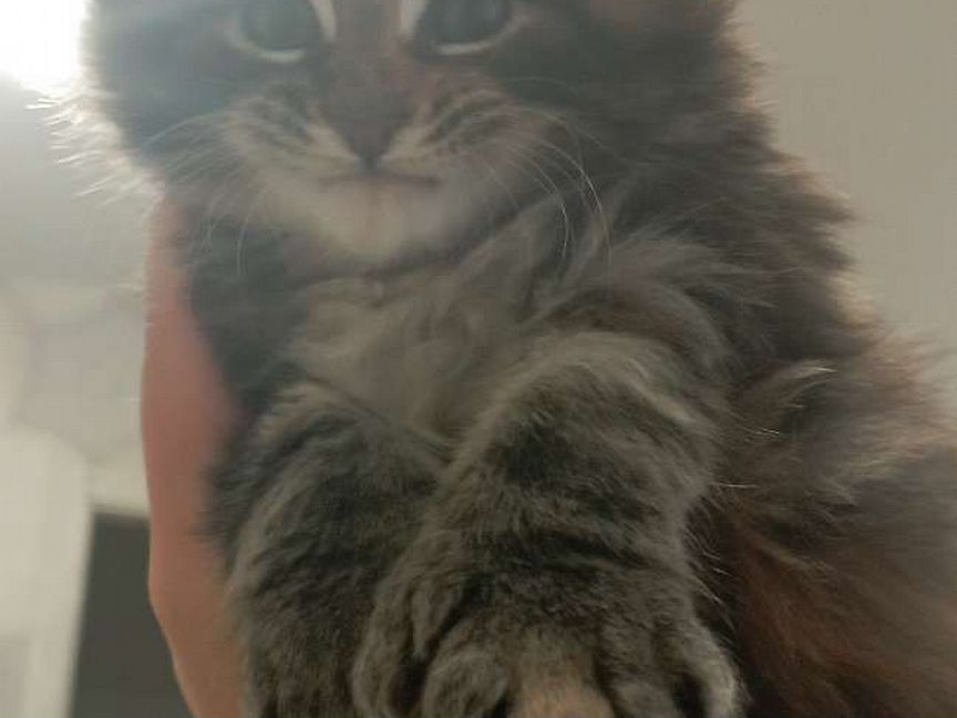 Девочка(полидакт)