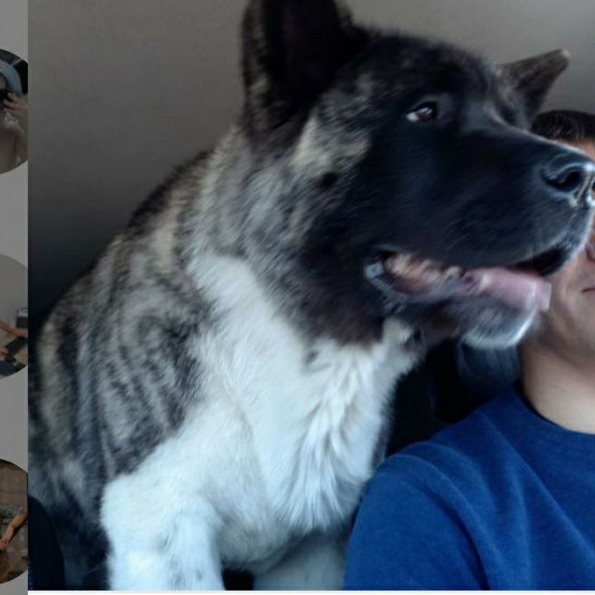 Американская акита, взрослый пёс