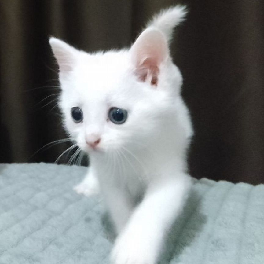 Котята в добрые руки бесплатно