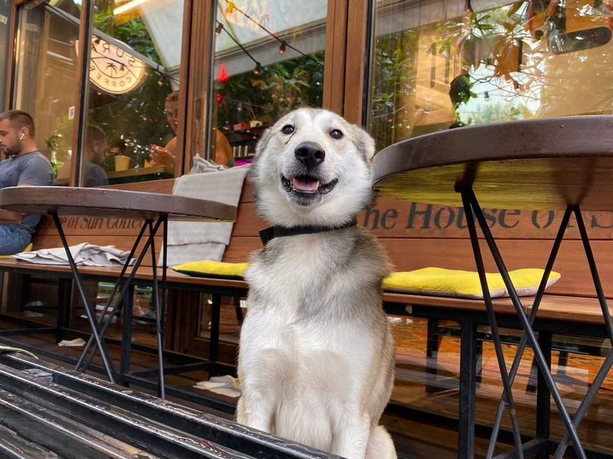 Миниатюрная лайка в поиске дома