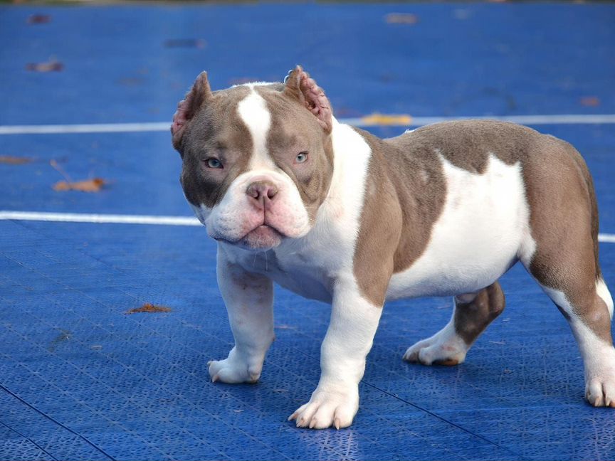 Американский булли exotic
