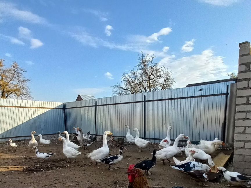Гуси,индоутки