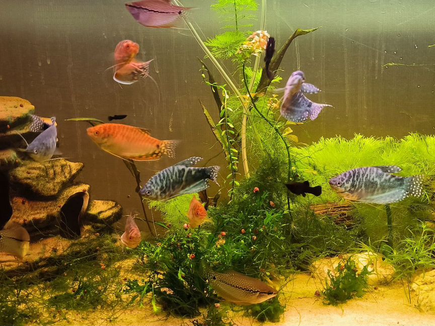 Гурами стая