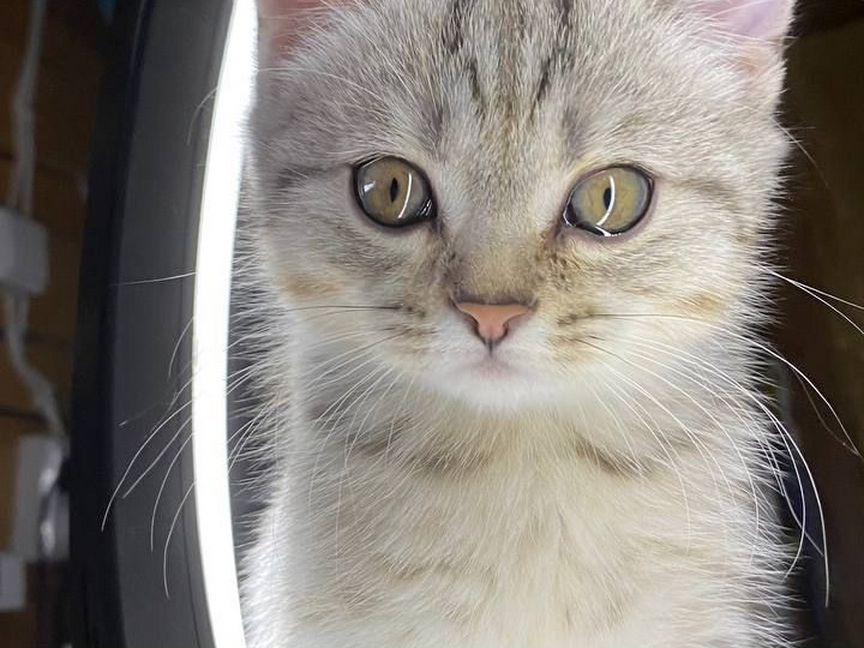 Шотландские прямоухие котята