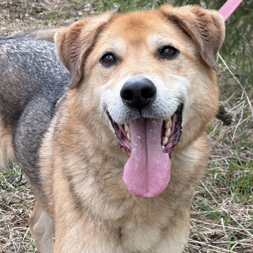 Взрослый пёс в добрые руки