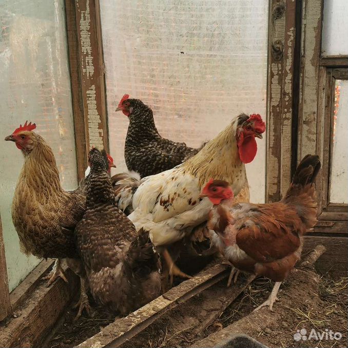Продажа семья кур