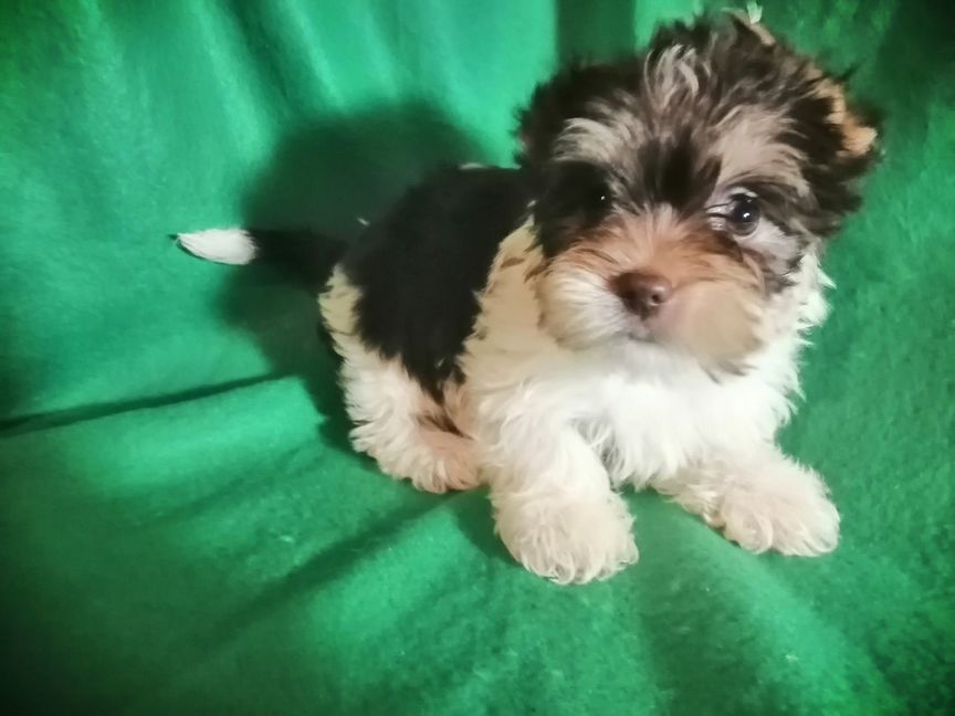 Щенки бивер йорка