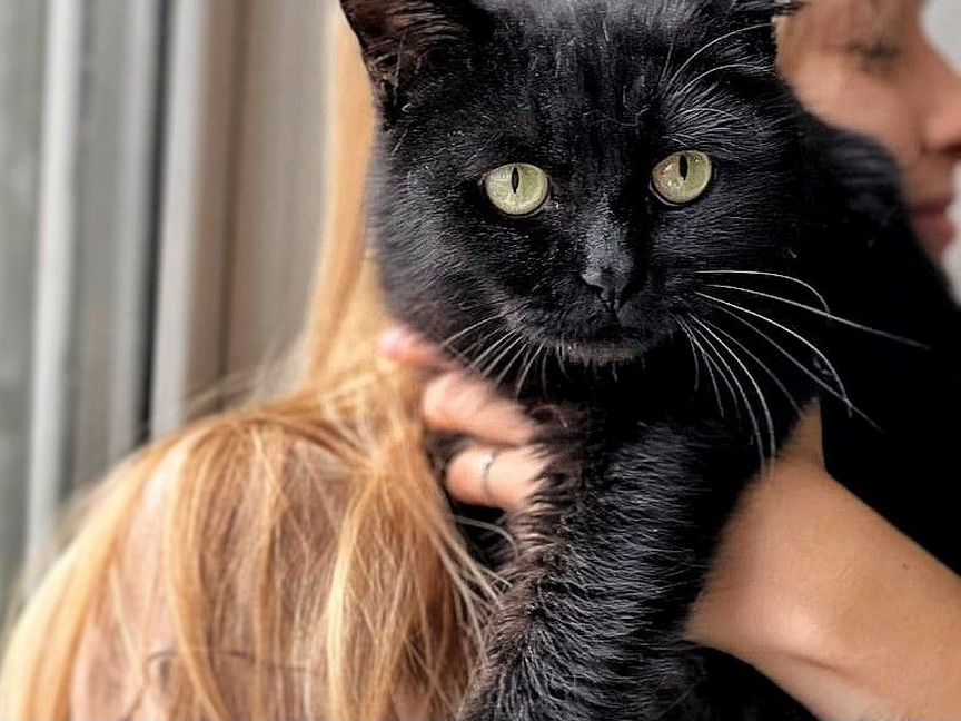 Кошка с грустными глазами ищет дом