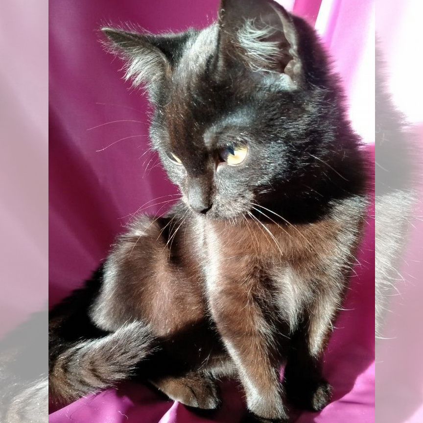 Котёнок в добрые руки