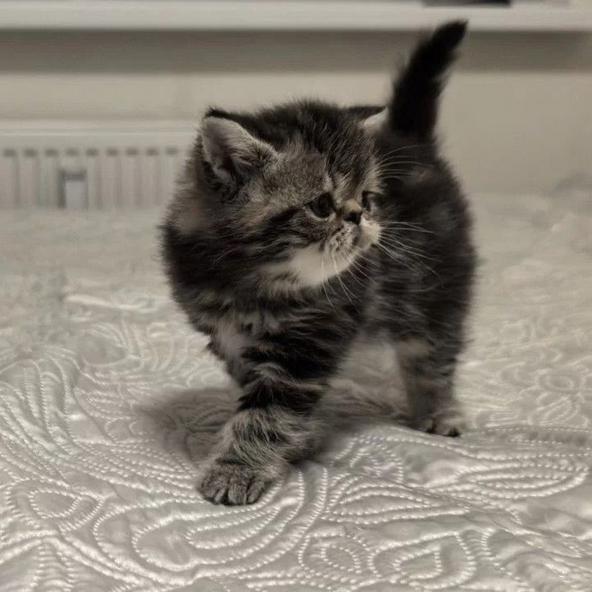 Экзотический короткошёрстный котёнок
