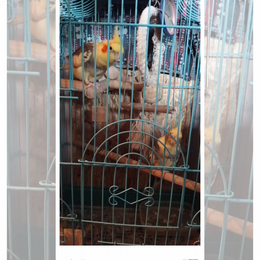 Продам попугаев