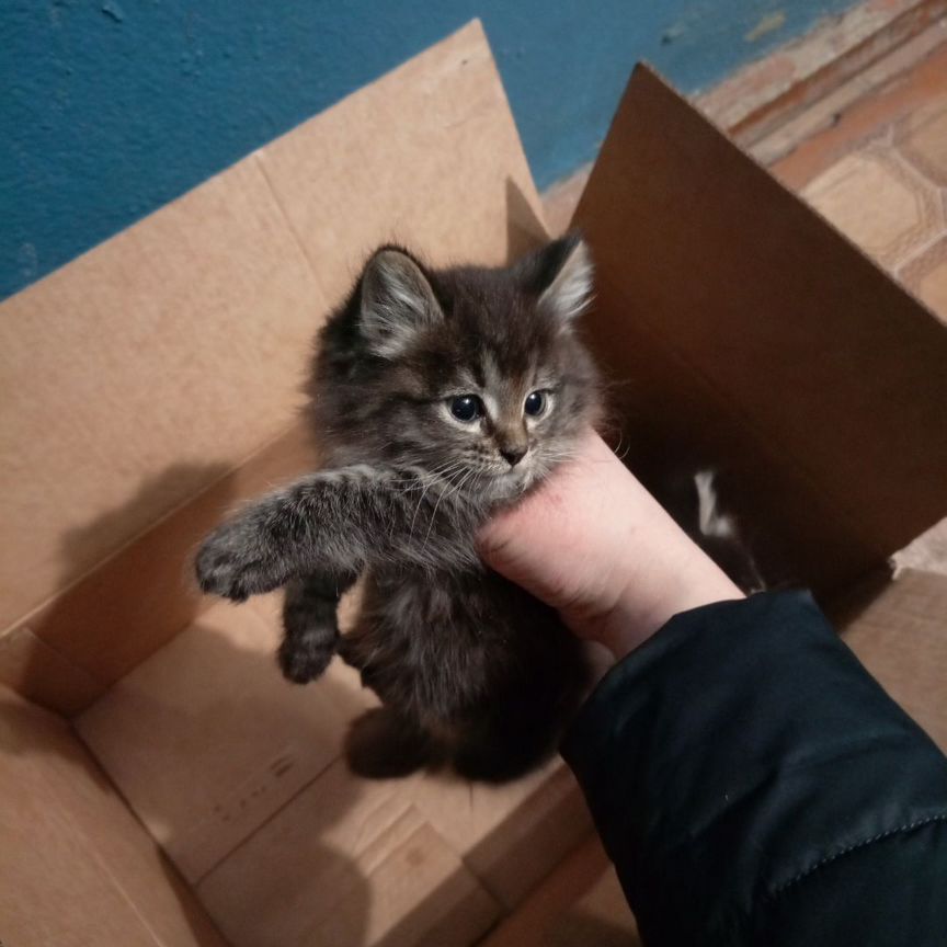 Котёнок в добрые руки