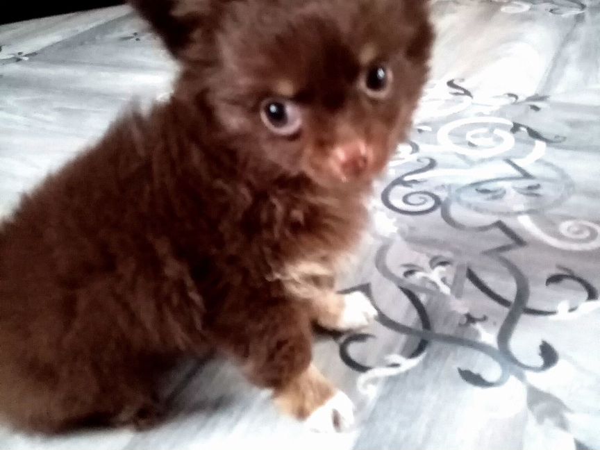 Шоколадный медвежонок