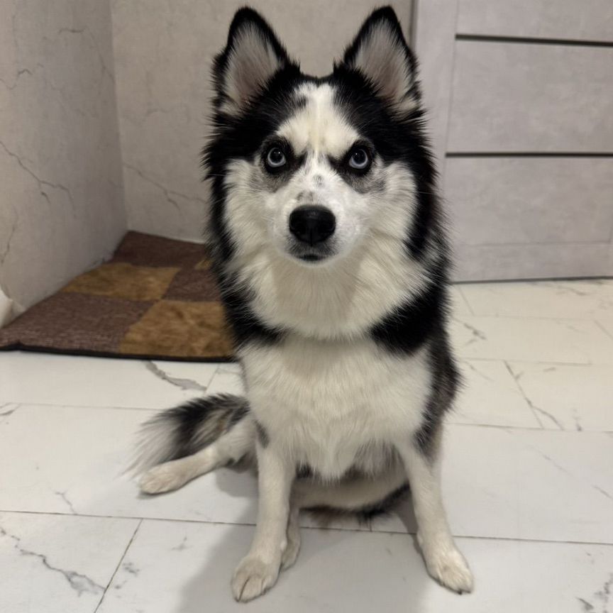 Помски, взрослая собака