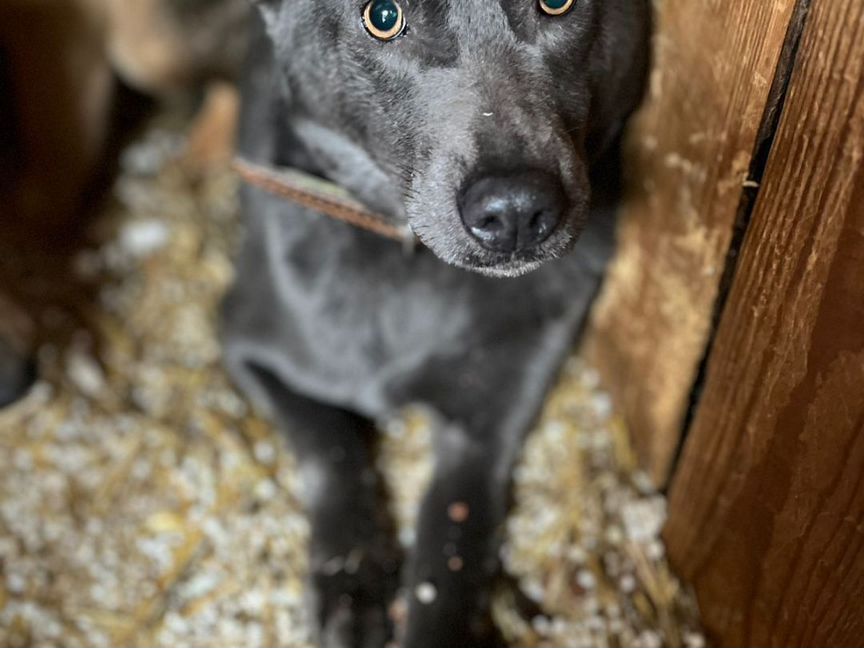 Скромная Мальва из приюта в ожидании чуда