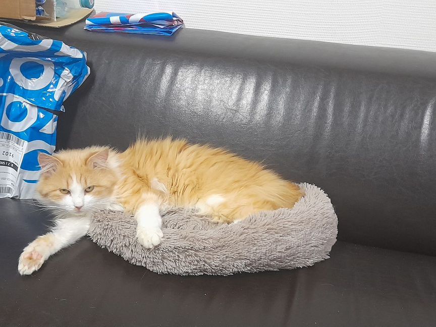 Ищем хорошего доброго хозяина