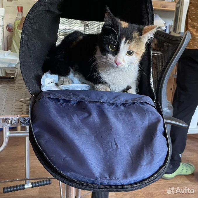 Кошка в добрые руки, ее ждет улица