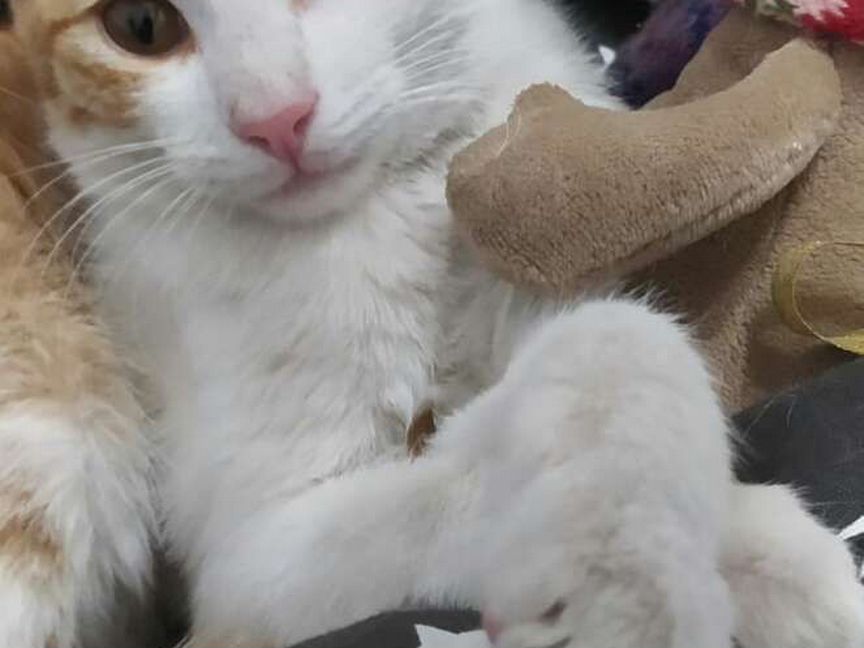 Котик три месяца такой классный супер котик