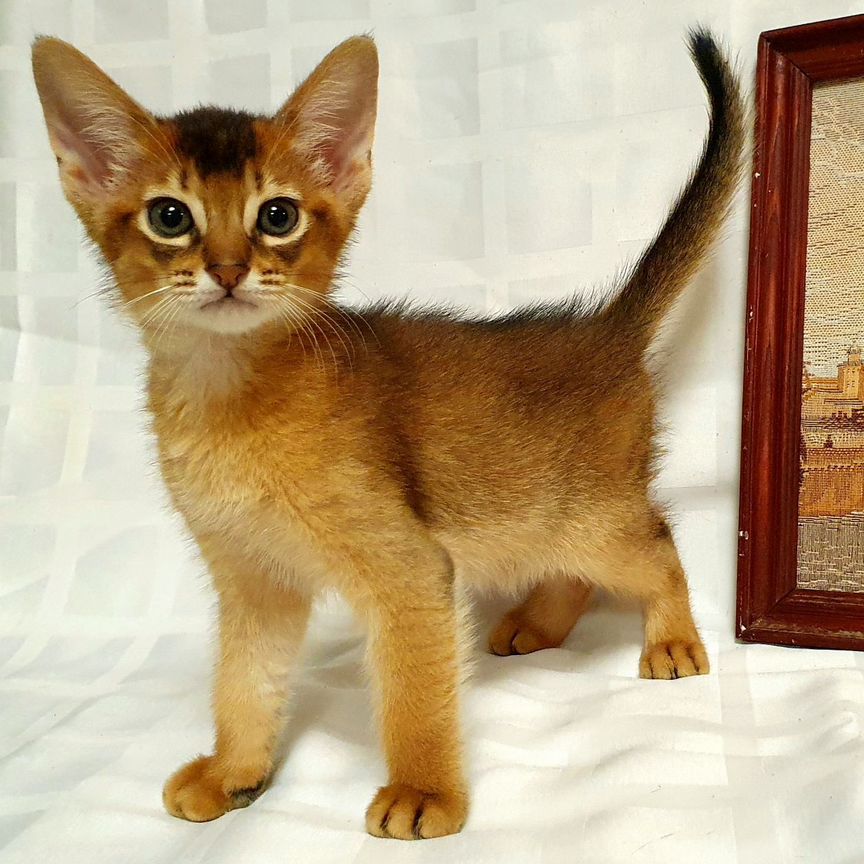 Абиссинский котёнок