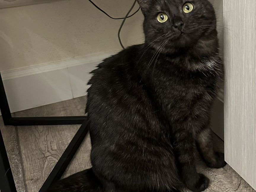 Гаечка 2 года стерилизована