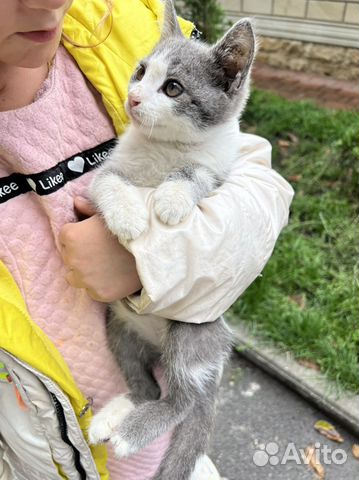 Мурчащий котенок в добрые руки