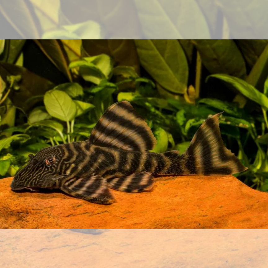 L002 панак тигровый 4-5 см