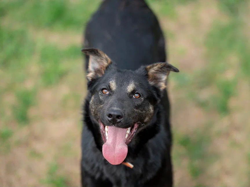 Собака в добрые руки