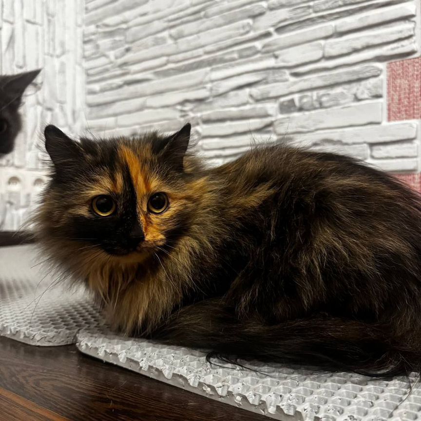 Кошки в добрые руки