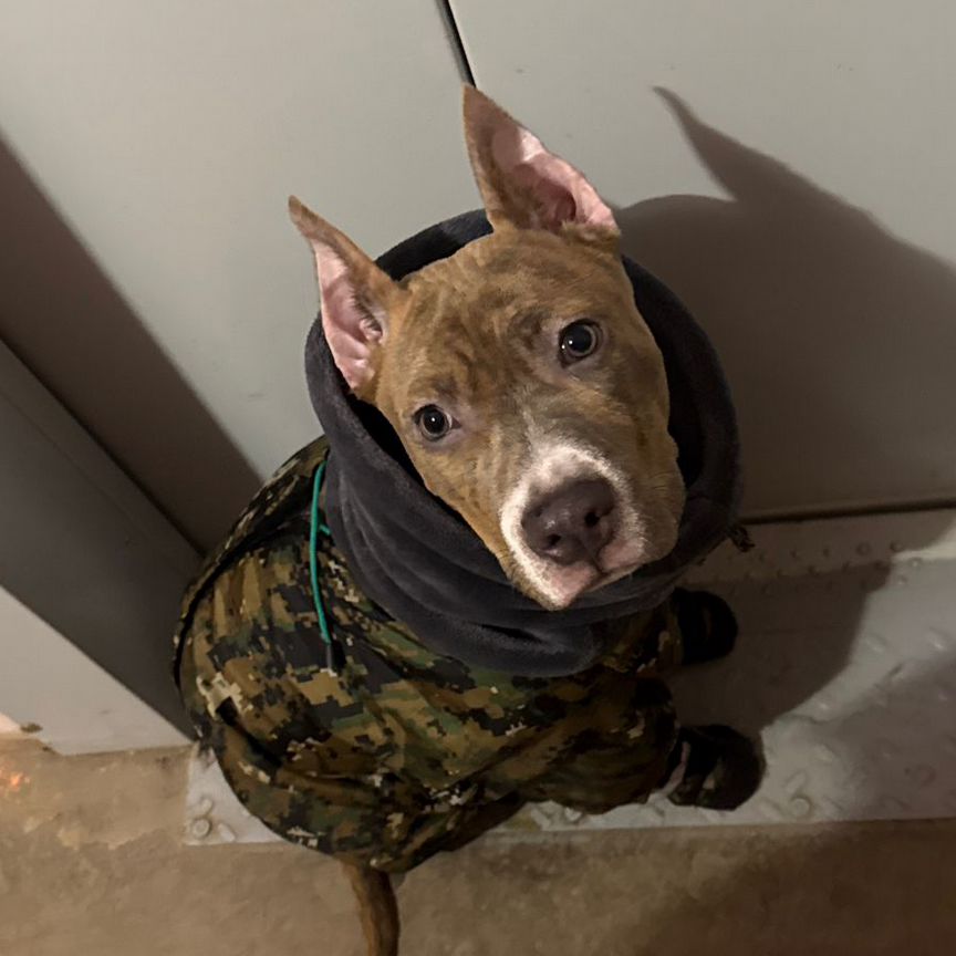 Американский стаффордширский терьер, щенок