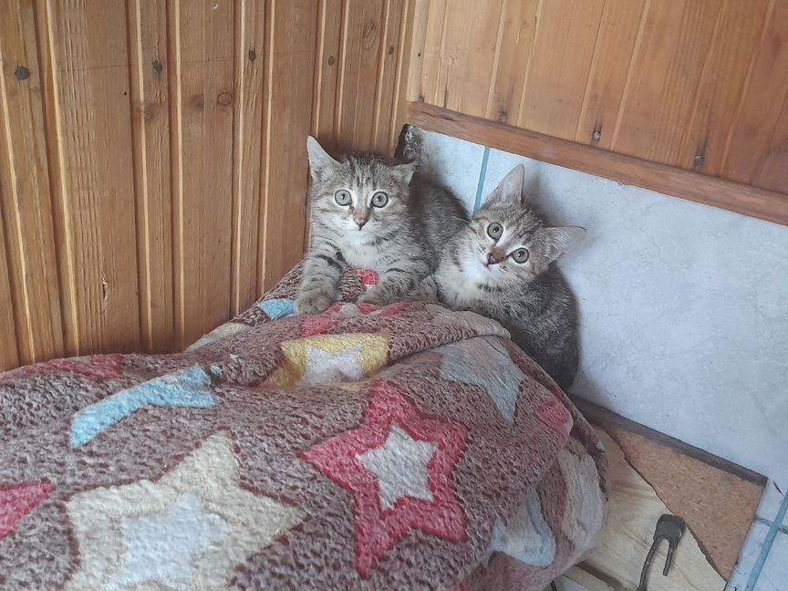 Добрые руки