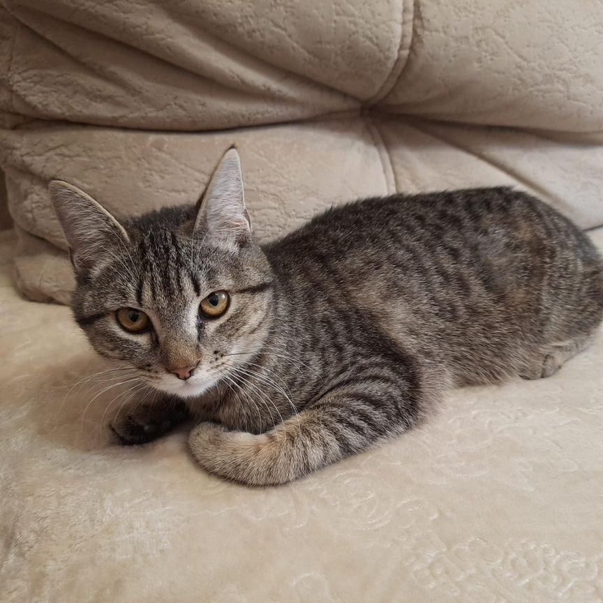 Котенок