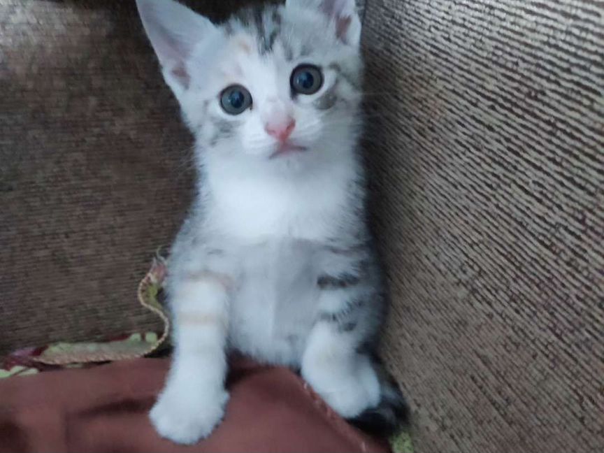 Котята в дар бесплатно