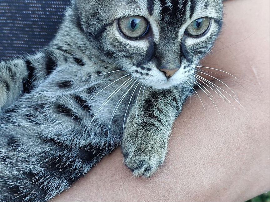 Бенгальские котята