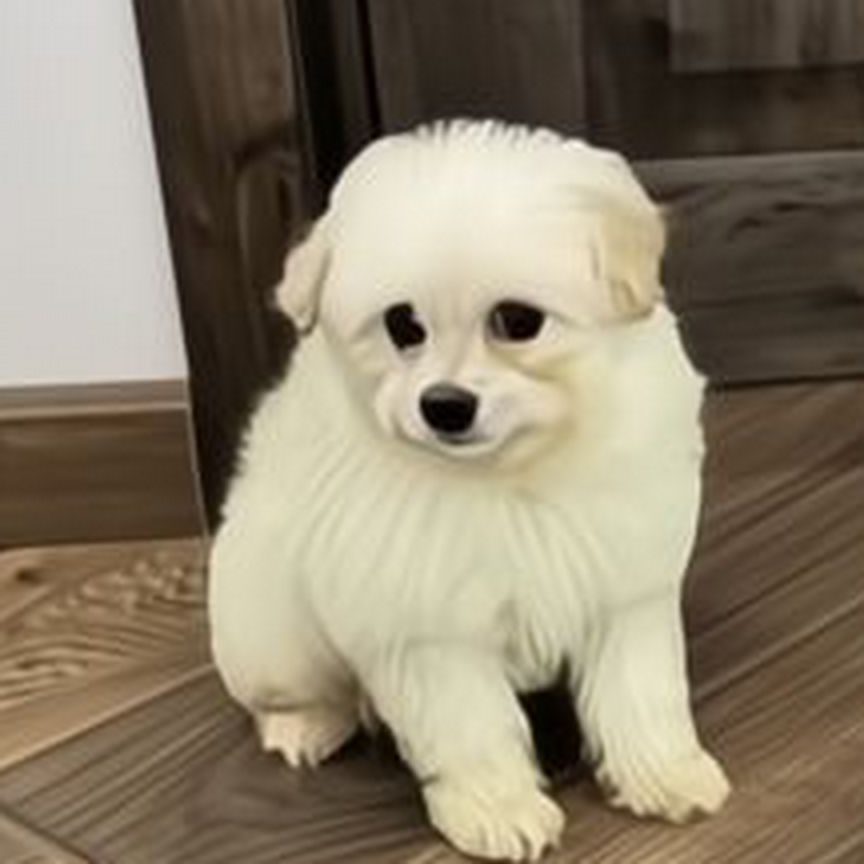 Мальтипу, щенок