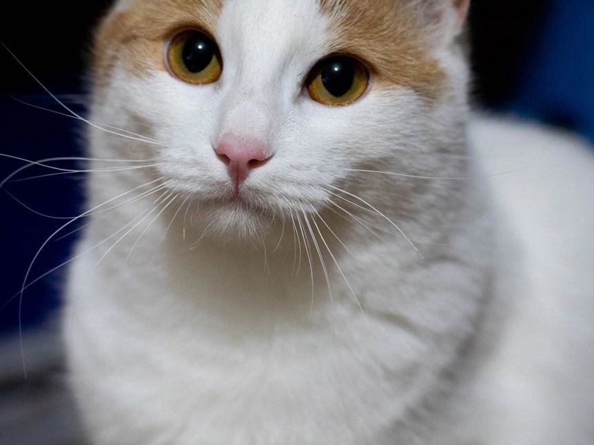 Котик Данат