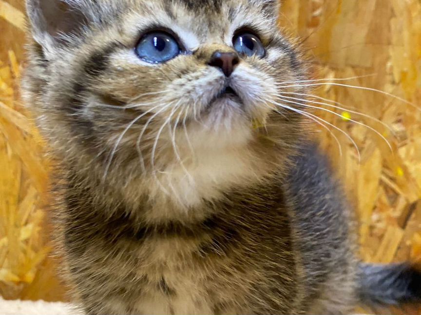 Шотландский принц