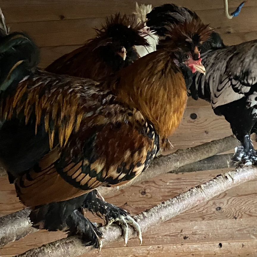 Петушки павловские