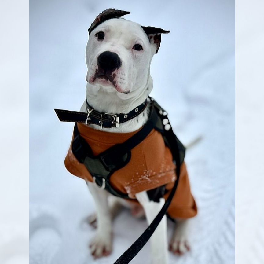 Американский питбультерьер, щенок