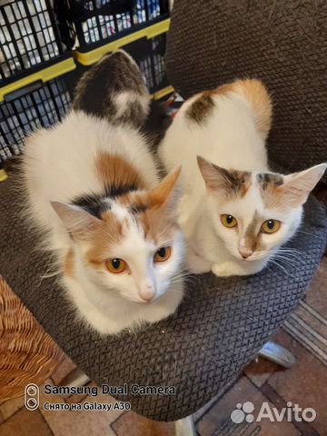 Кошечка 1 год