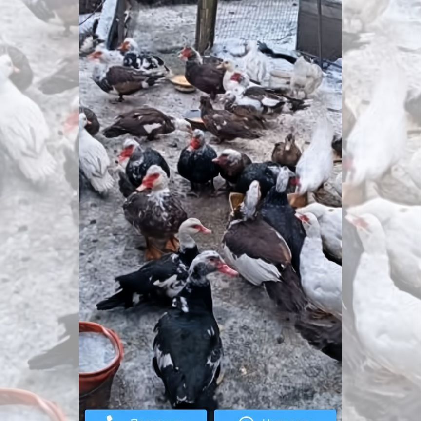 Продам уток живым весом