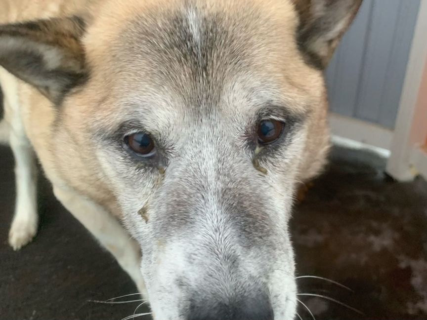 Пожилой собаке очень нужна помощь